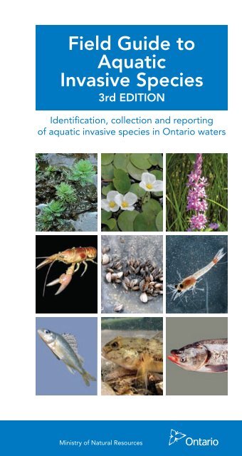 Field Guide to Aquatic Invasive Species - Ministry of Natural ...