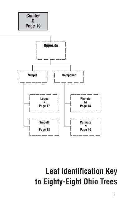 Leaf Identification to 88 Ohio Trees