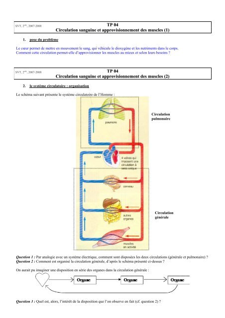 Tableau Du Système Circulatoire