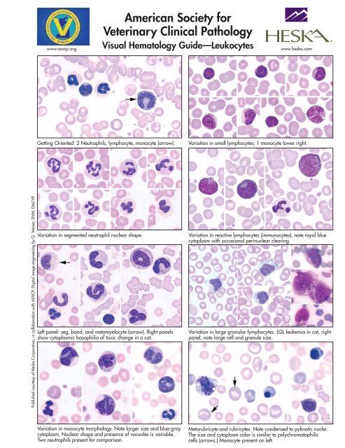 Visual Hematology Guide - Leukocytes