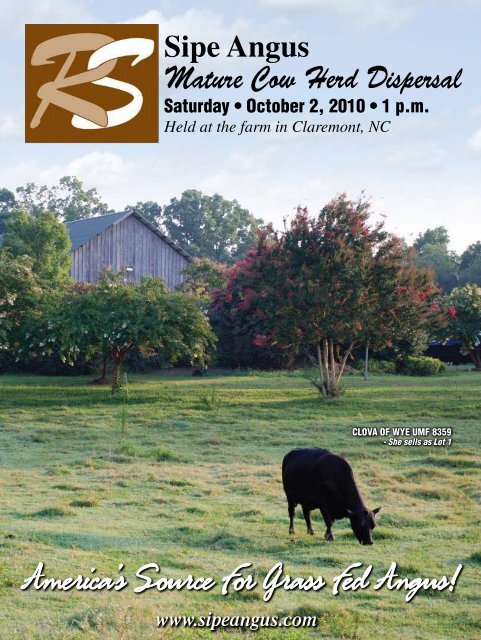 Sipe angus mature cow herd dispersal - Angus Journal