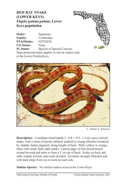 RED RAT SNAKE (LOWER KEYS) - Florida Wildlife Conservation ...