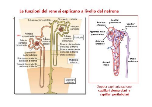 Le funzioni del rene si e