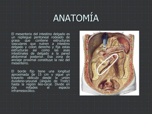 Ligamento De Treitz