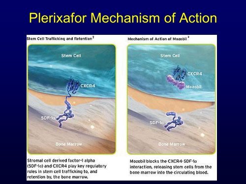 Plerixafor Mechanism of A
