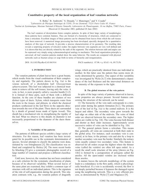 Constitutive property of the local organization of leaf venation networks