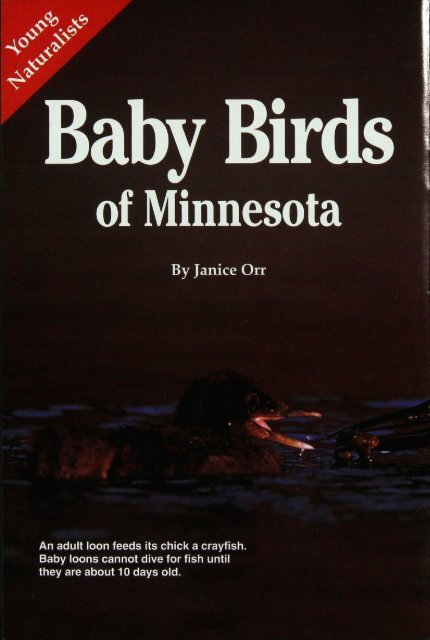 Minnesota Baby Birds