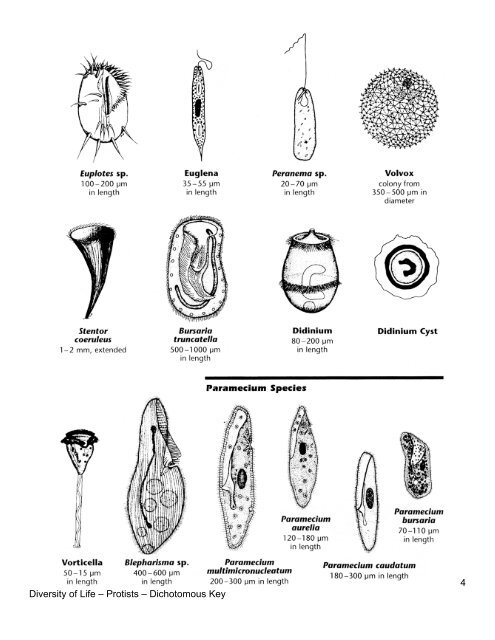 Diversity of Life – Pro