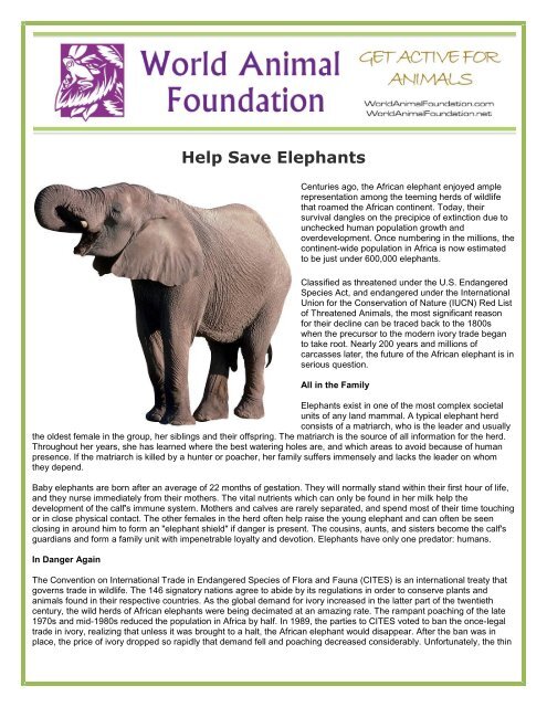 Help Save Elephants - World Animal Foundation