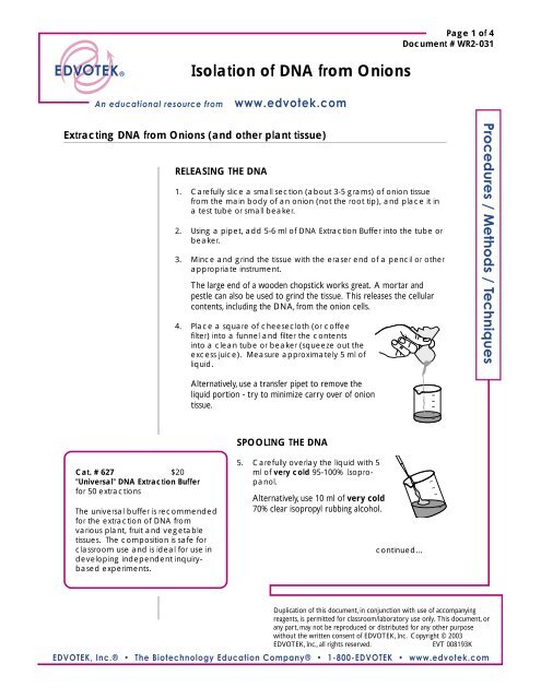 Isolation of DNA from Onions - NanoGen