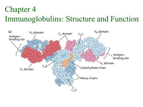 Chapter 4 Immunoglobulins: Structure and Function