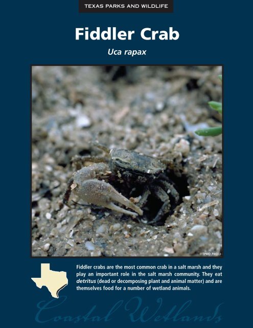 Fiddler Crab - The State of Water