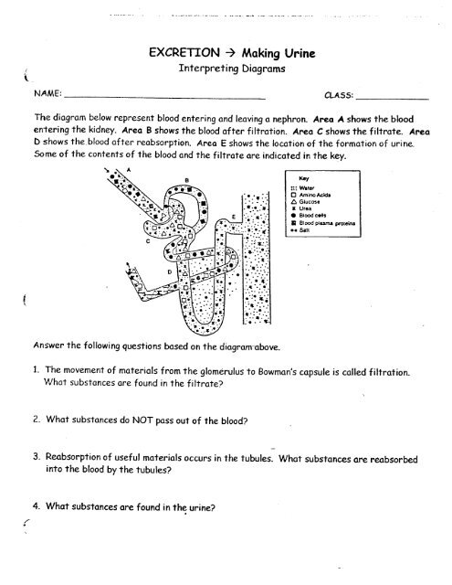 Human Excretory System Nephron Worksheet