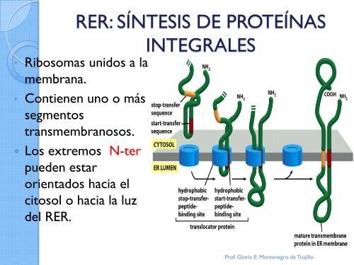RER: SÍNTESIS DE PROTEÍ