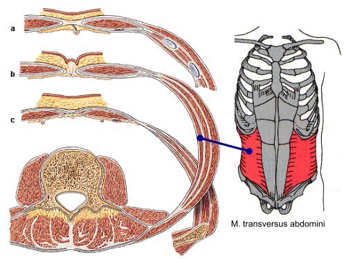 Die 4 Schichten der Bauch