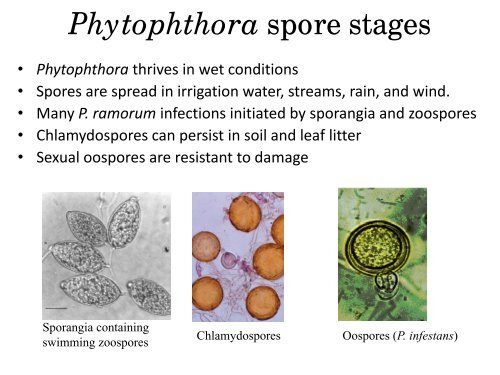 Phytophthora