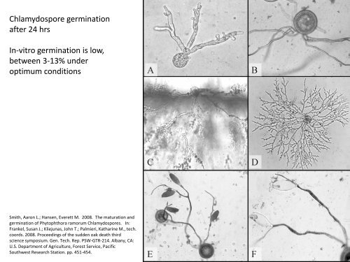 Phytophthora