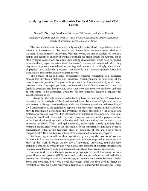 Studying Synapse Formation with Confocal Microscopy and Vital ...