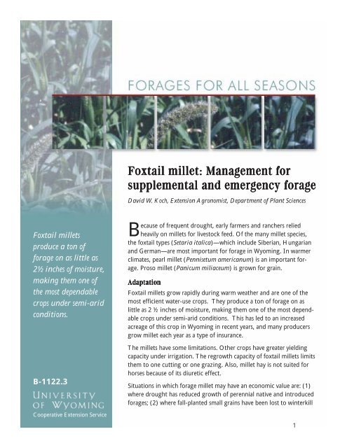 Proso Millet For Hay