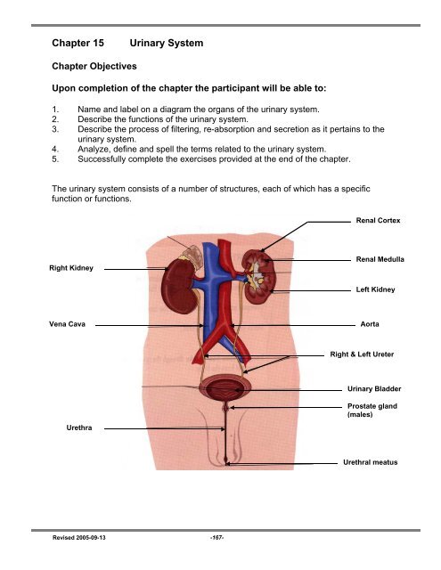 Chapter 15 Urinary System Chapter 15 Urinary System