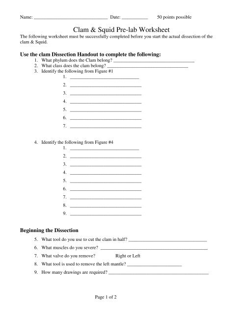 Squid Worksheet Squid Anatomy And Simulated Dissection Worksheet