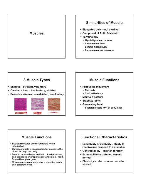 Functional Characteristics Of Muscles