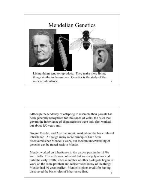 Mendelian Genetics 2.pdf - Nicholls State University