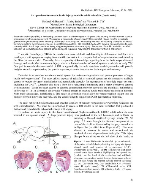 27 An open-head traumatic brain injury model in adult zebrafish ...