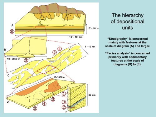 Facies variation on a lar