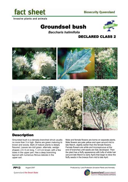 Groundsel bush - Bundaberg Regional Council