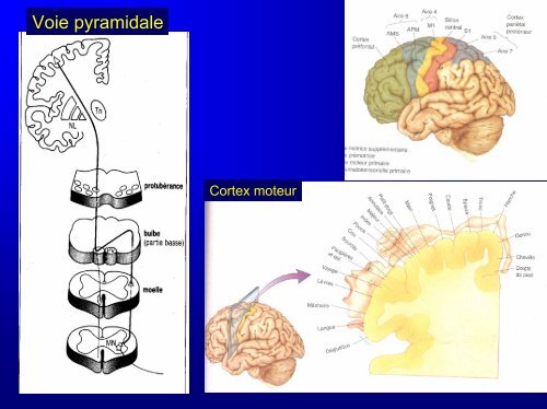 Voie pyramidale Cortex mo