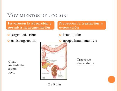 MOVIMIENTOS DEL COLON Fav
