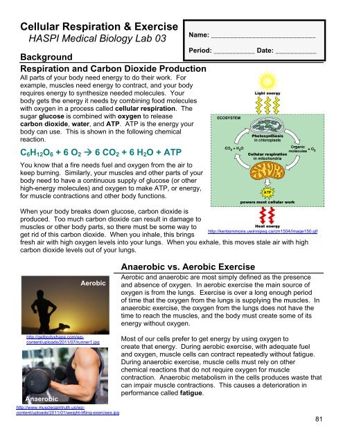 03 Cellular Respiration & Exercise - Student.pdf - haspi