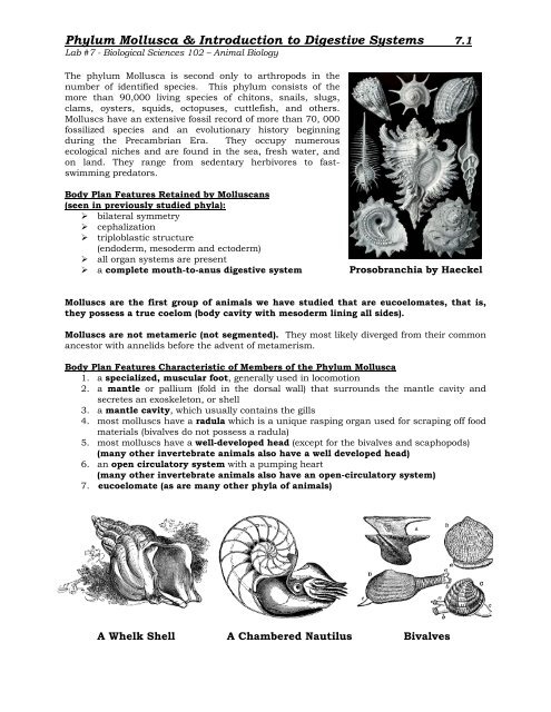 Lab #7 - Phylum Mollusca & Introduction to ... - Biosciweb.net