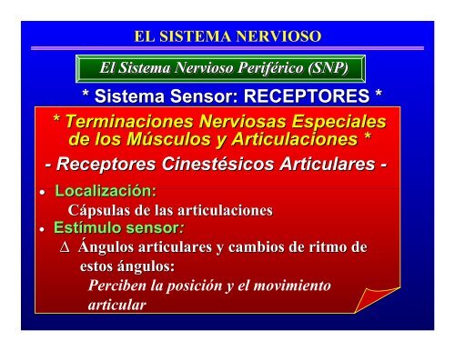 EL SISTEMA NERVIOSO SISTE