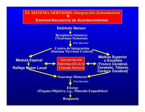 EL SISTEMA NERVIOSO: Inte