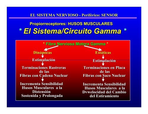 EL SISTEMA NERVIOSO - Per