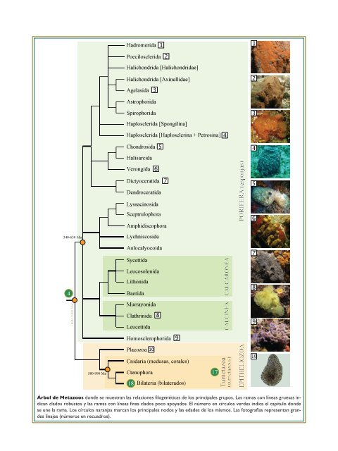 Placozoa Cnidaria (medusas, corales) Ctenophora Bilateria ... - CEAB