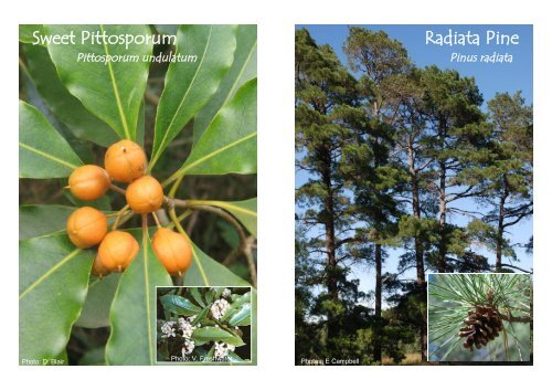 Weeds 1 - Shire of Yarra Ranges