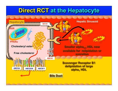 Direct RCT at the Hepatoc