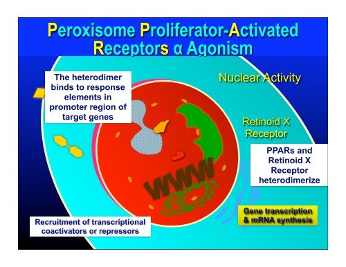 Peroxisome Proliferator-A