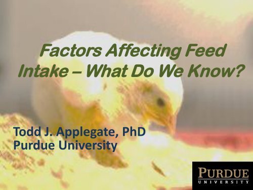 Factors Affecting Feed Intake - The Poultry Federation