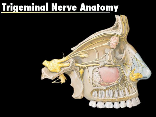 Trigeminal Nerve Anatomy - Biology Courses Server