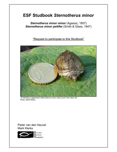 Sternotherus Minor