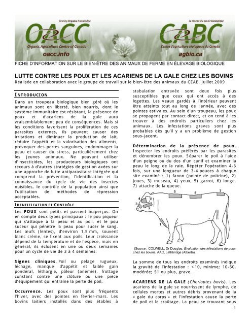 Lutte contre les poux et les acariens de la gale chez les bovins