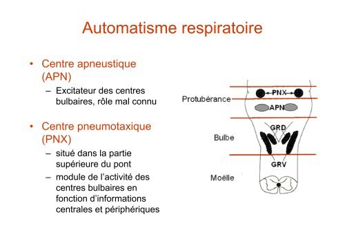 Automatisme respiratoire