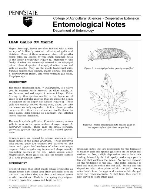 PDF version of Maple Leaf Galls Fact Sheet - Entomology