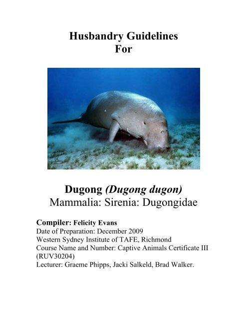 Dugong The Word Derives Dugong Animal Facts Dugong Dugon A Z