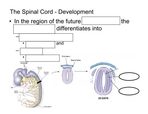 â ¢ In the region of the future spinal cord, the neural tube ...
