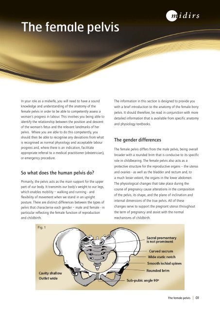 True Pelvis Landmarks